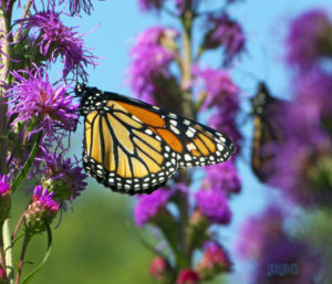 21 Tips For Starting (or Improving) A School Butterfly Garden