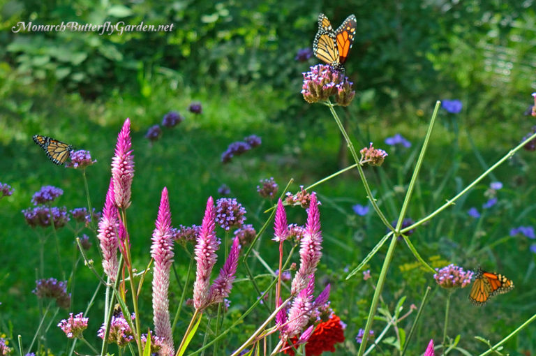 Verbena Bonariensis- Monarch Butterfly Garden Plants