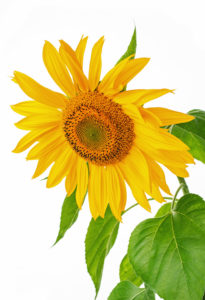 Butterfly Plants List: Butterfly Flowers And Host Plant Ideas