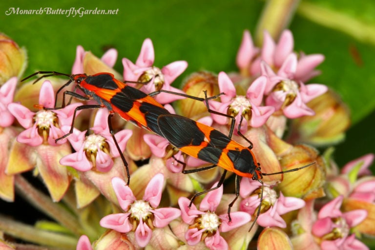 Stop Milkweed Pests From Ruining Milkweed For Monarchs