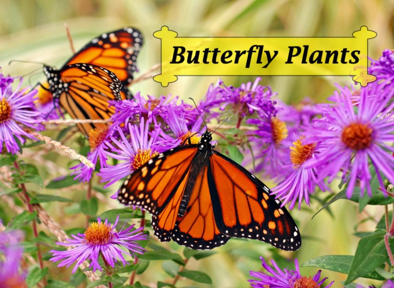 Butterfly Plants: Butterfly Flowers And Host Plant Ideas