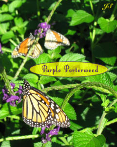 Butterfly Plants: Butterfly Flowers And Host Plant Ideas