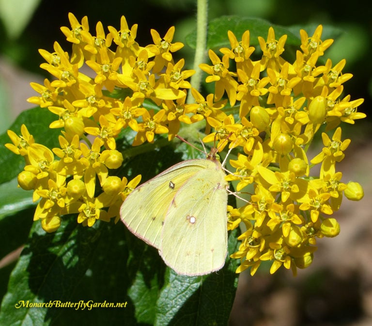 Asclepias Tuberosa Hello Yellow Milkweed For Monarchs, Bees