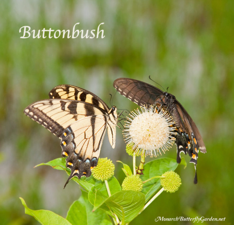 Butterfly Plants: Butterfly Flowers And Host Plant Ideas