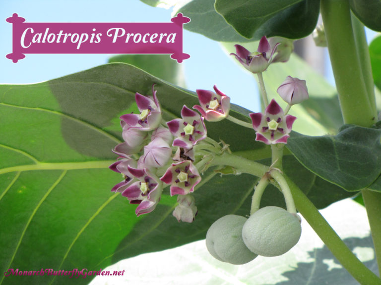 Calotropis Procera: Milkweed Tree For Monarch Butterflies