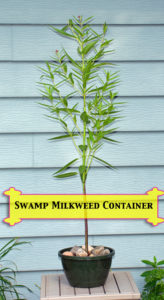 Asclepias Incarnata- Swamp Milkweed For Monarch Butterflies