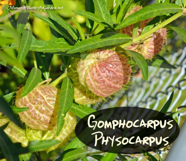 Gomphocarpus Physocarpus- Giant Swan Plant Milkweed