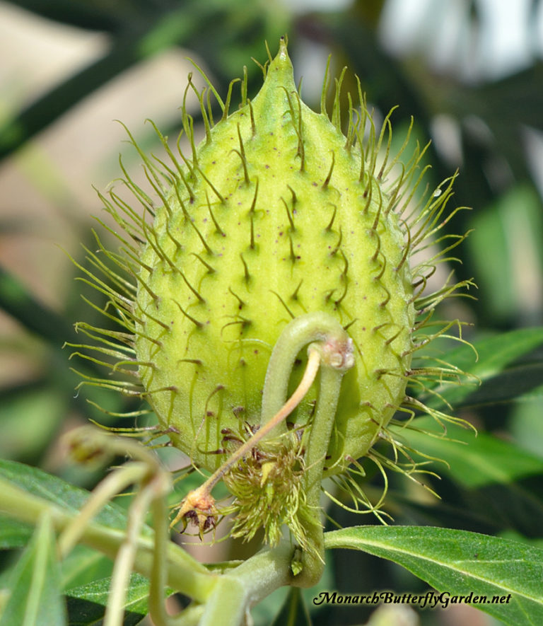 Gomphocarpus Fruticosus- Swan Milkweed For Monarchs