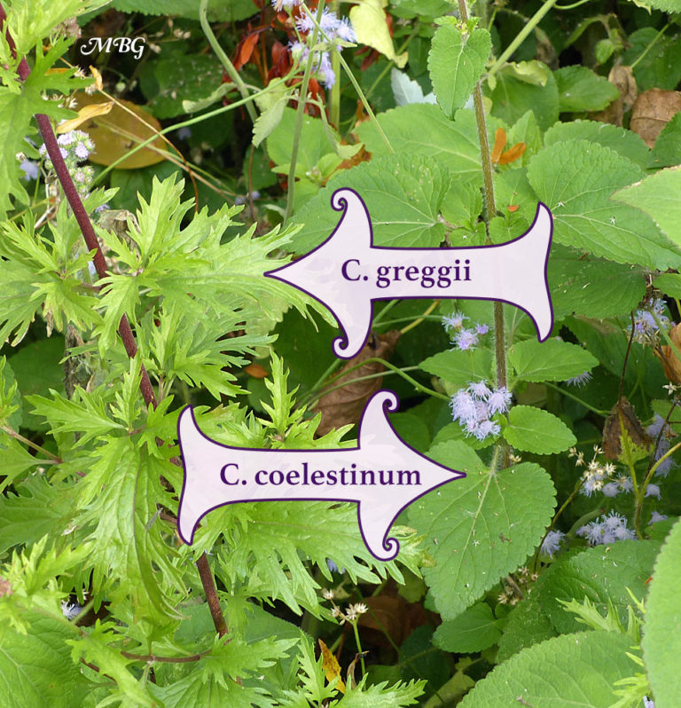 Conoclinium Greggii- Gregg's Mist Flower