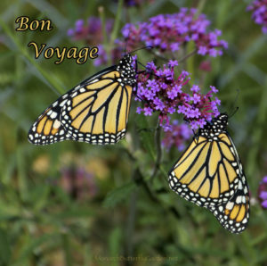 5 Ways To Save Monarchs In 2025 W/ Home And Butterfly Garden