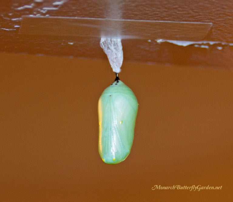 Monarch Chrysalis Stages, Problems, And Surprising Solutions