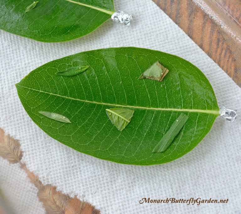 13 Monarch Predators- Save More Monarch Butterflies