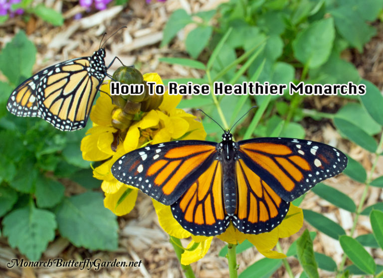 12 Monarch Diseases, Parasites + Caterpillar Killers 🐛☠️😱