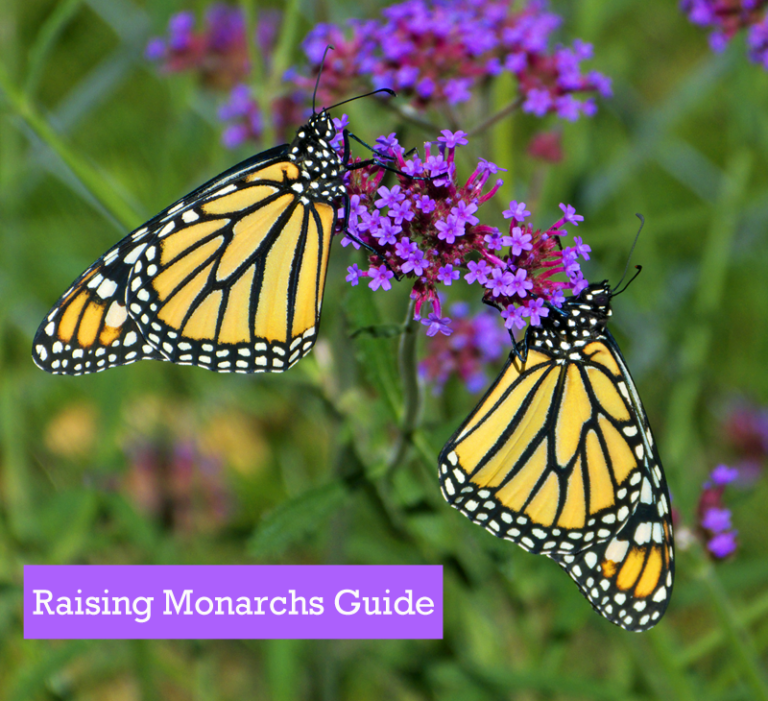 2025 Monarch Migration- Raise The Migration Results