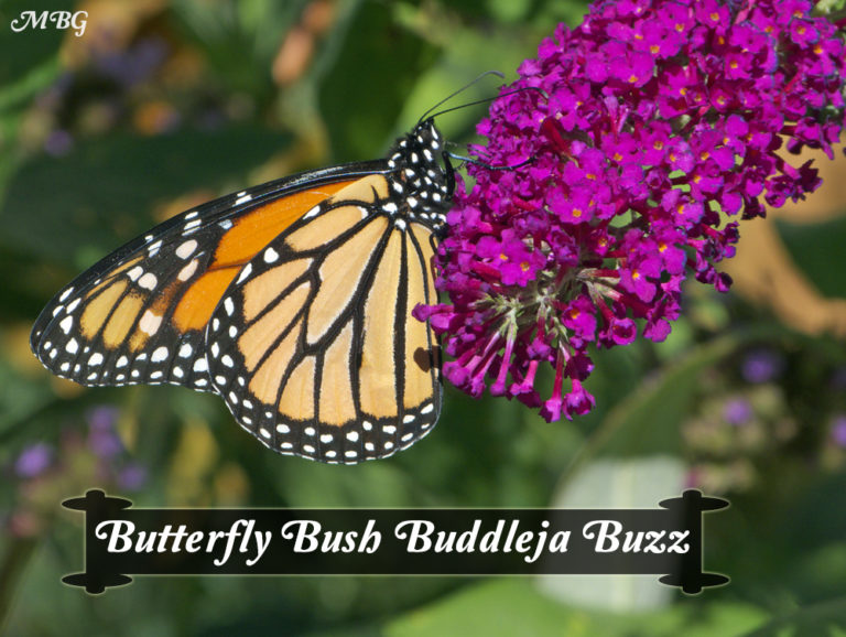 Buddleia Buzz Butterfly Bush Has All The Pollinators Buzzing
