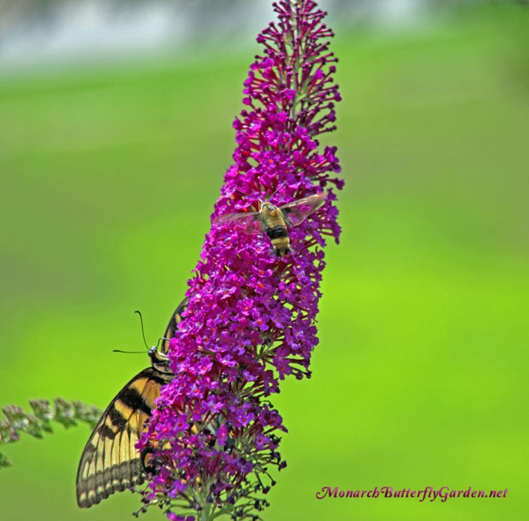 10 Top Butterfly Bush Varieties For Your Garden » Monarch Butterfly ...
