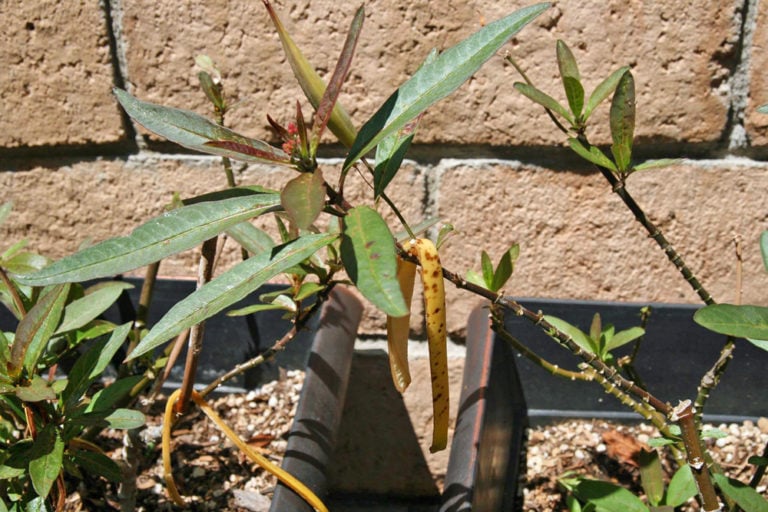 How To Control Aphids On Milkweed Plants- Monarch Butterfly