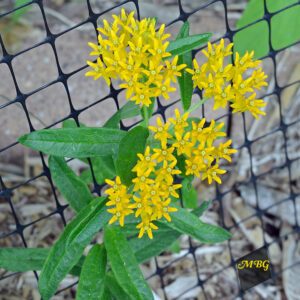 Asclepias Tuberosa Hello Yellow Milkweed For Monarchs, Bees