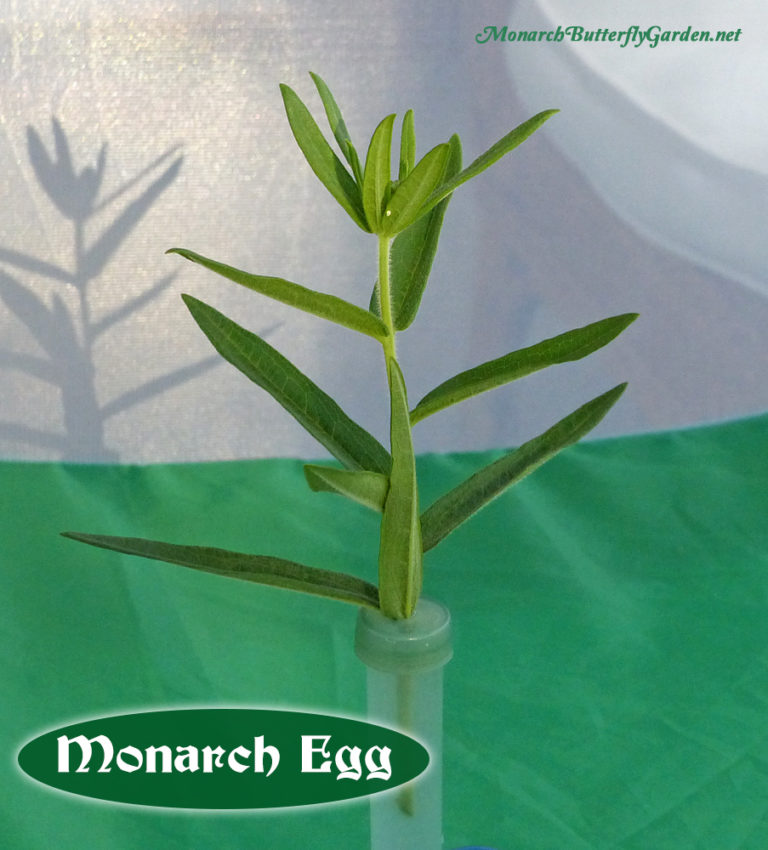 How To Protect Monarch Eggs For Raising Healthy Monarchs