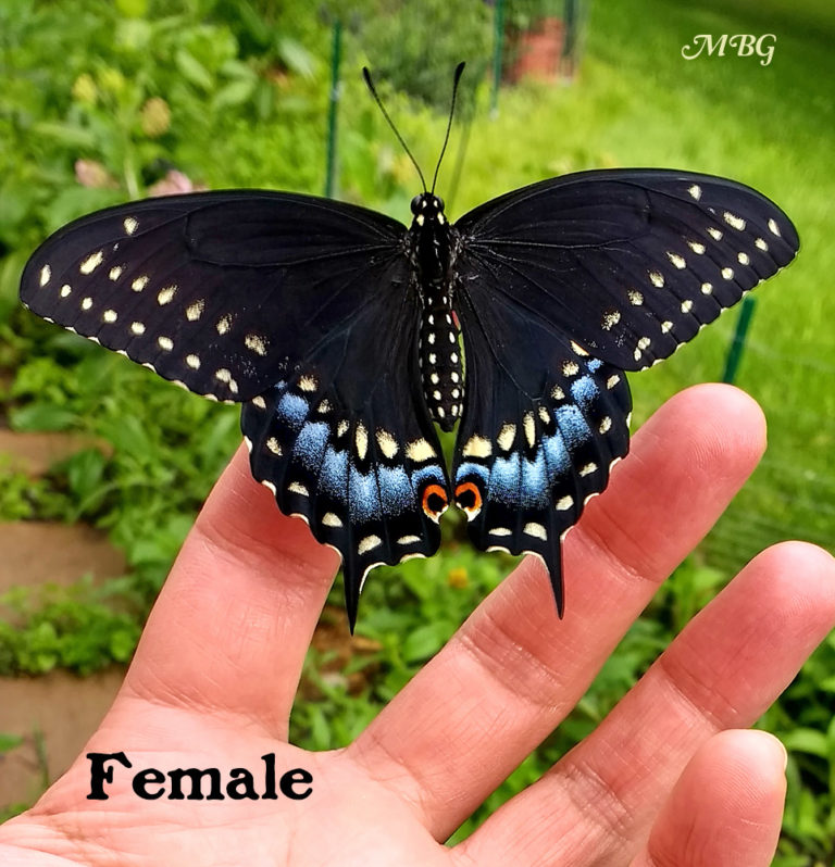 Eastern Black Swallowtail Butterfly Life Cycle Photos