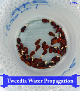 Tweedia Milkweed With Blue Flowers: Oxypetalum Coeruleum