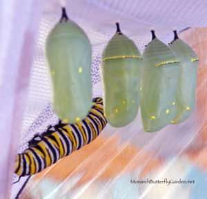 Monarch Chrysalis Stages, Problems, And Surprising Solutions