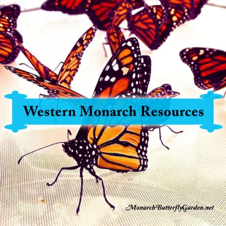Monarch Chrysalis Stages, Problems, And Surprising Solutions