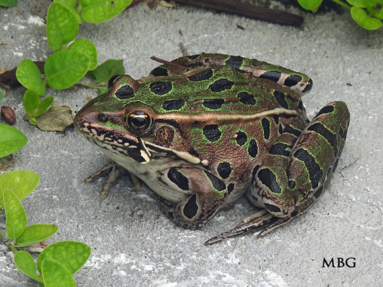 13 Monarch Predators- Save More Monarch Butterflies