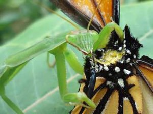 13 Monarch Predators- Save More Monarch Butterflies