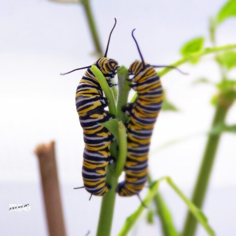 Monarch Chrysalis Stages, Problems, And Surprising Solutions