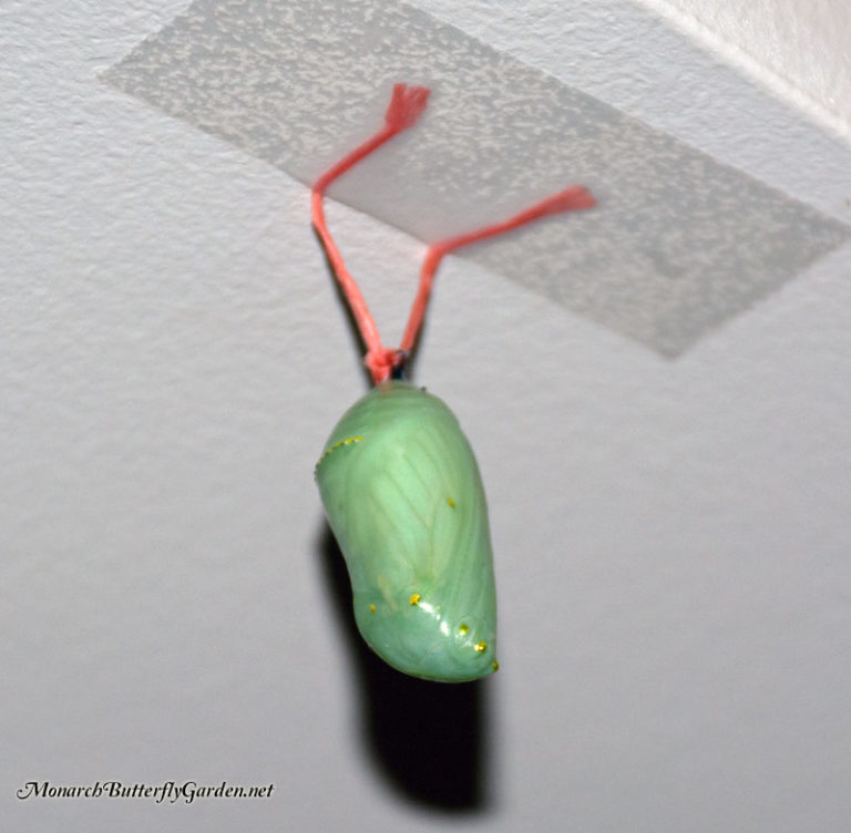 Monarch Chrysalis Stages, Problems, And Surprising Solutions