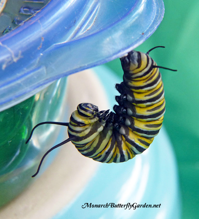 Monarch Chrysalis Stages, Problems, And Surprising Solutions