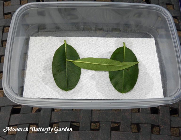 Is Your Caterpillar Cage Killing Monarch Butterflies?