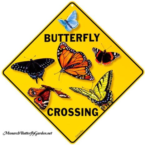 Twelve Days Of Butterflies- Butterfly Gift Ideas For 2017