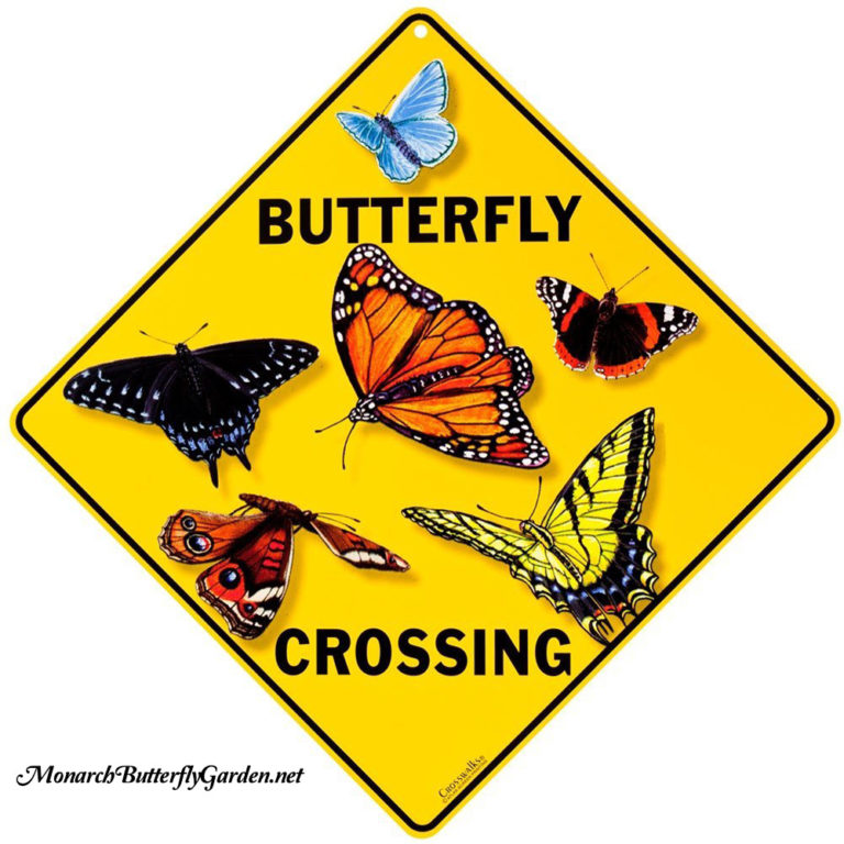 Twelve Days Of Butterflies- Butterfly Gift Ideas For 2017