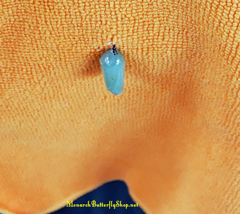 Monarch Chrysalis Stages, Problems, And Surprising Solutions