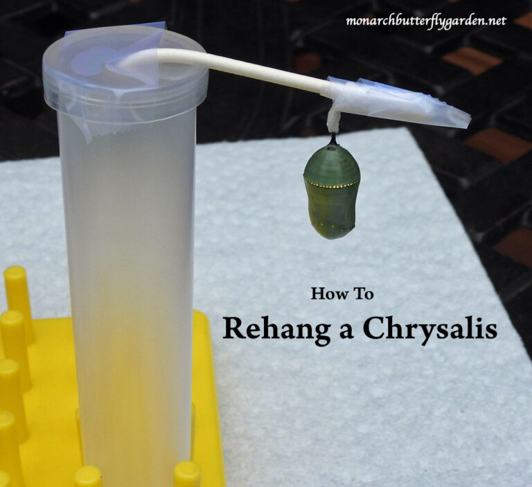 Monarch Chrysalis Stages, Problems, And Surprising Solutions