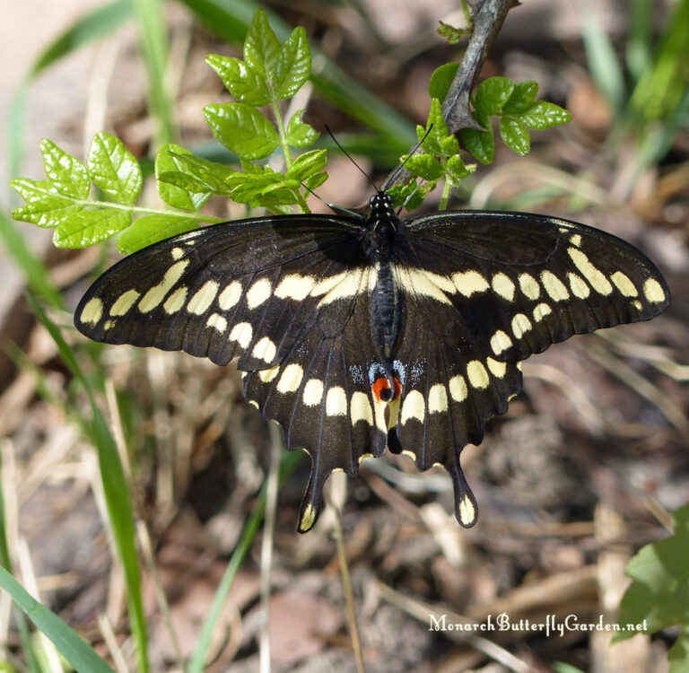 How To Overwinter A Swallowtail Chrysalis