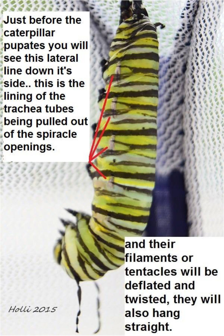Monarch Chrysalis Stages, Problems, And Surprising Solutions