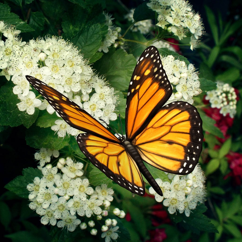 Contact » Monarch Butterfly Garden- Pretty Pollinator Gardens