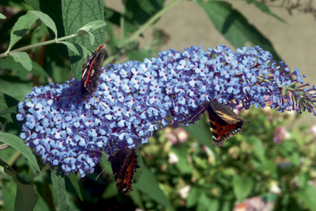 10 Top Butterfly Bush Varieties For Your Garden » Monarch Butterfly ...