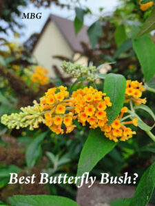 10 Top Butterfly Bush Varieties For Your Garden » Monarch Butterfly ...