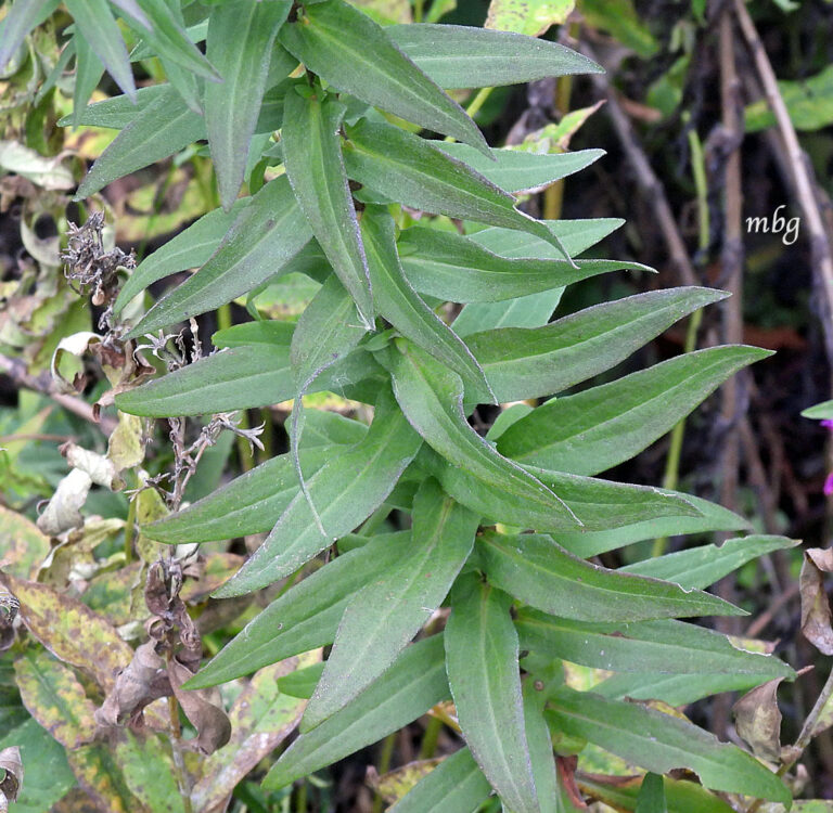 New England Aster » Monarch Butterfly Garden- Pretty Pollinator Gardens