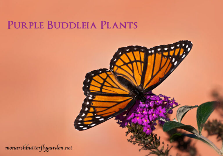 6 Purple Butterfly Bushes For Garden Variety Butterflies