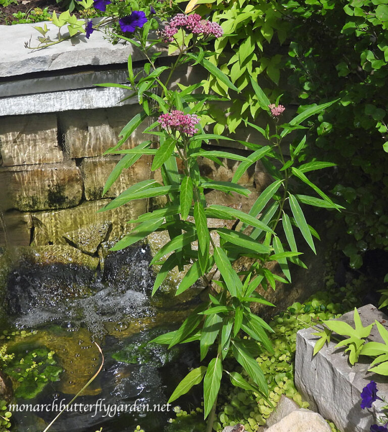 Swamp Milkweed Plants That Grow In Water? Garden Experiment