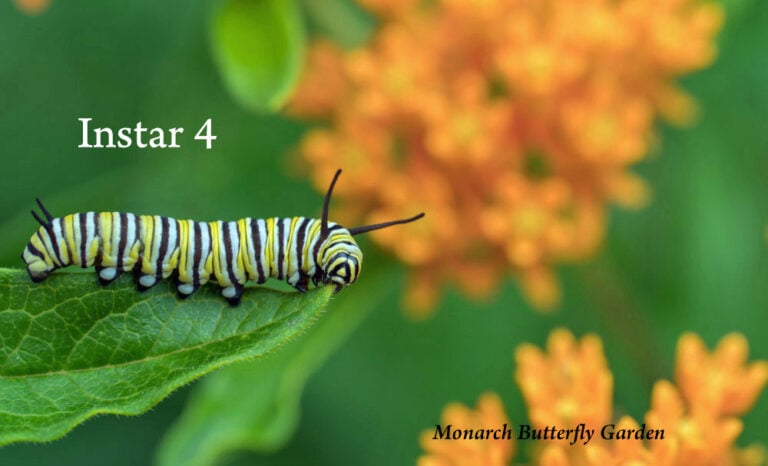 Monarch Caterpillar Life Cycle: Five Instar Stages W/ Photos
