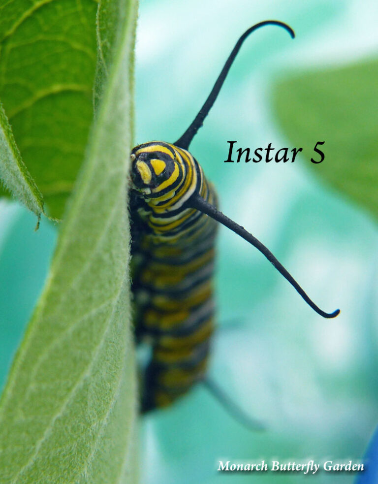 Monarch Caterpillar Life Cycle: Five Instar Stages W/ Photos