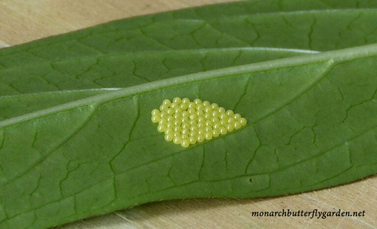 How To Find Monarch Eggs On Milkweed