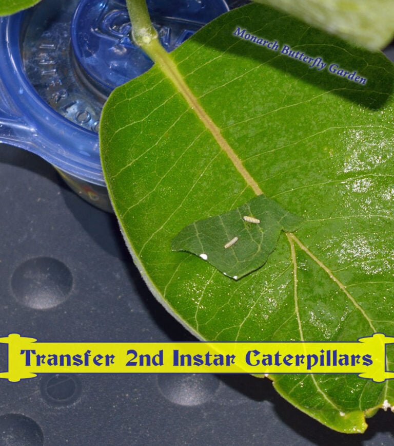 Monarch Caterpillar Life Cycle: Five Instar Stages W/ Photos